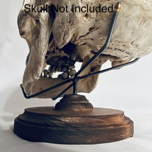 Human Skull Display Stand Low Profile - Etsy