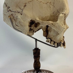 Human Skull Display Stand - Etsy