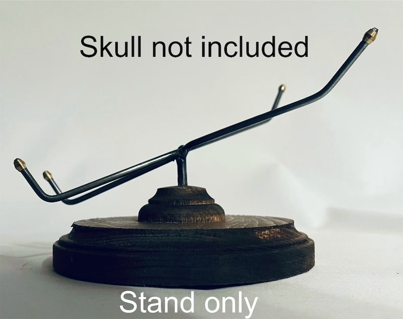 Human Skull Display Stand Low Profile - Etsy