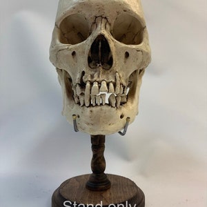 Human Skull Display Stand - Etsy