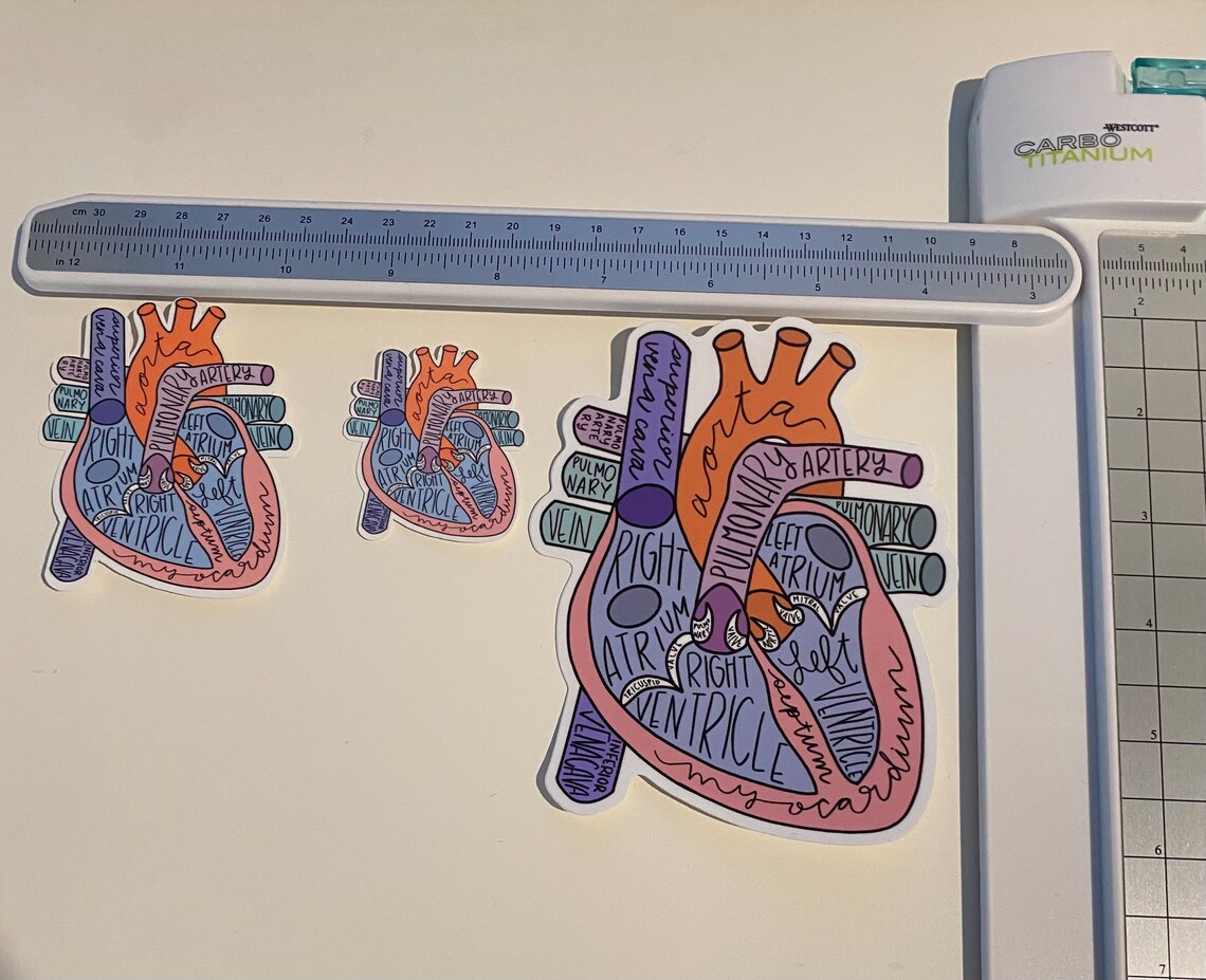 Pink Anatomical Heart Sticker Cardiology Sticker Science - Etsy