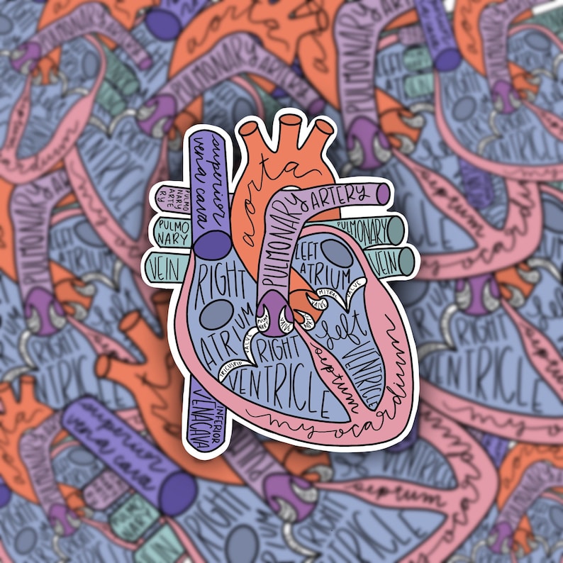 Pink Anatomical Heart Sticker Cardiology Sticker Science - Etsy