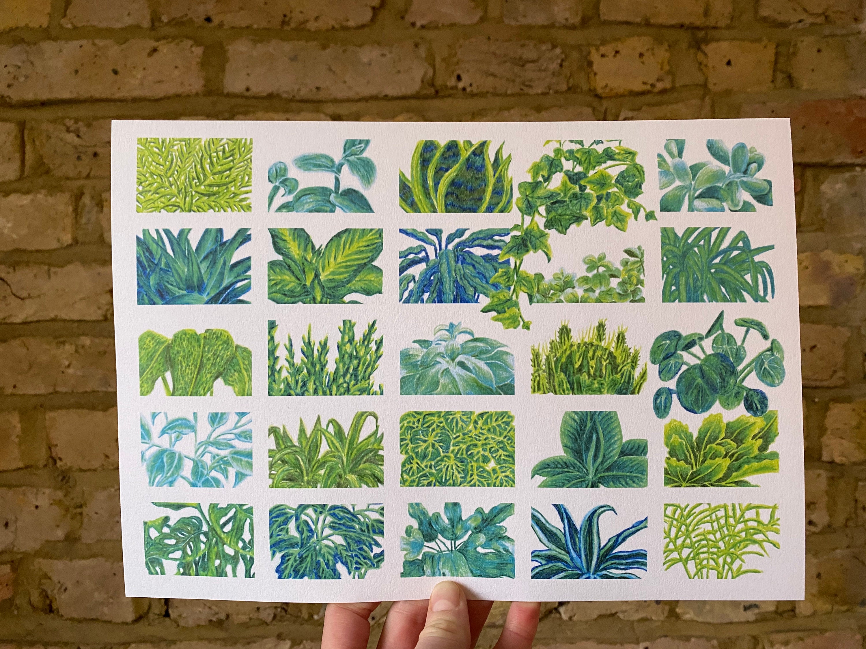 The Plant Series: Nature, Outdoors, Plants Illustration, Drawing ...