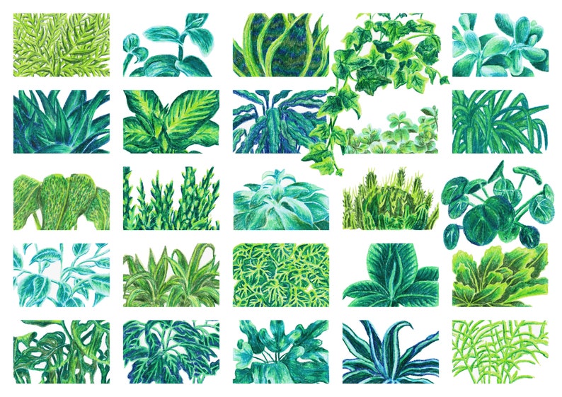 The Plant Series: Nature, Outdoors, Plants Illustration, Drawing ...