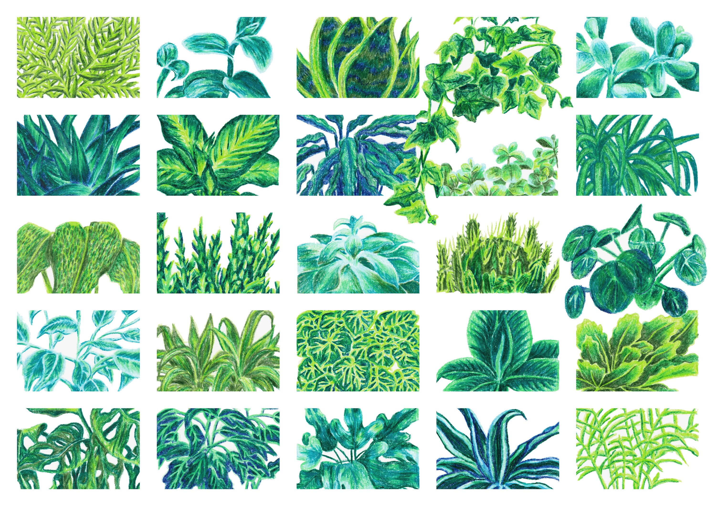 The Plant Series: Nature, Outdoors, Plants Illustration, Drawing ...