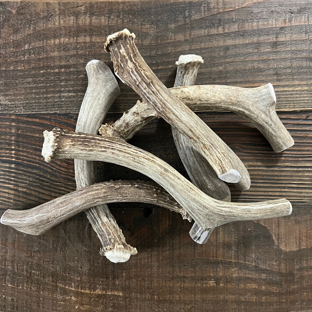 X-LARGE Whole Deer Antler Dog Chew Antler Chew Elk Antler Dog Chew ...