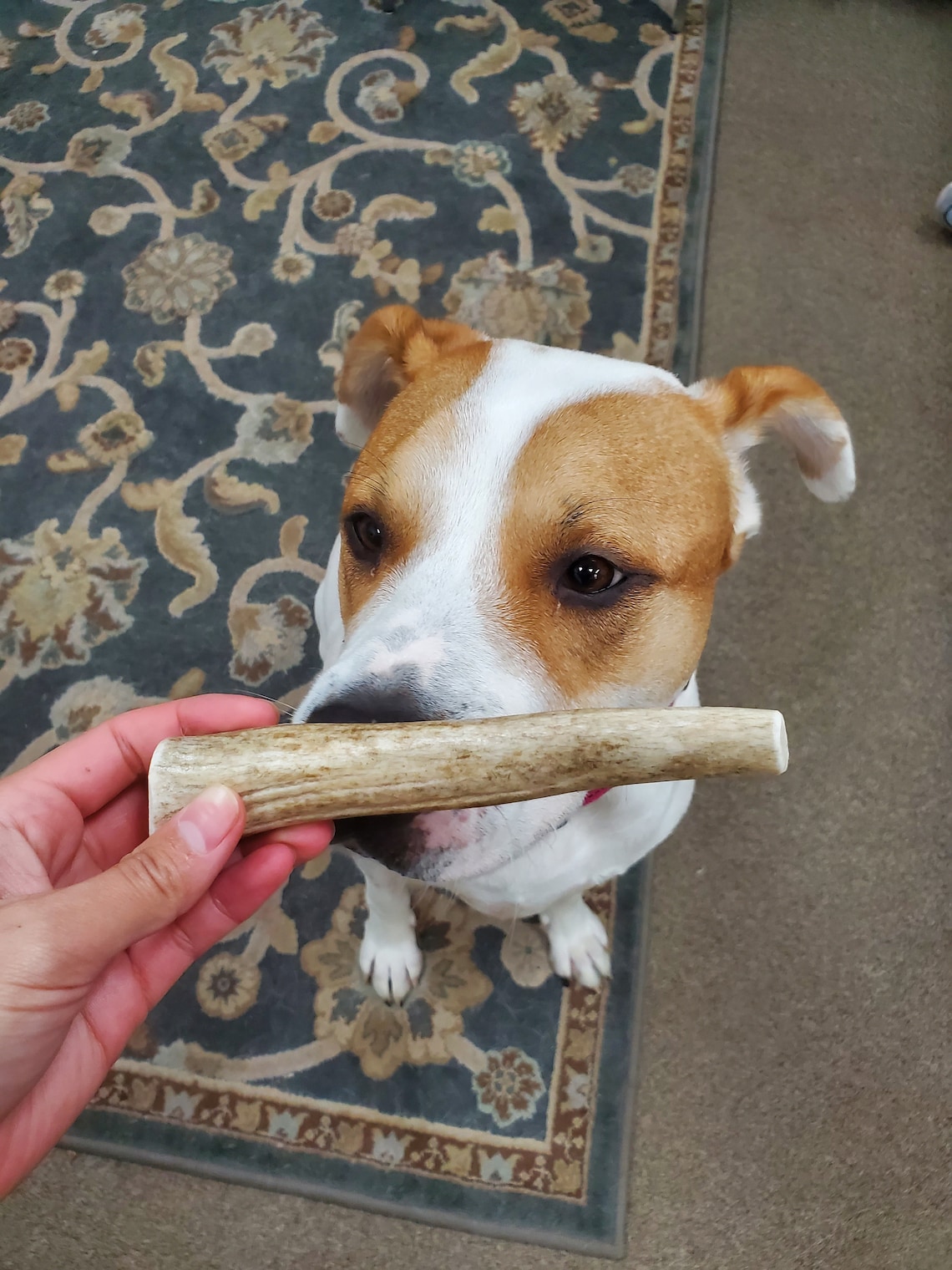 Whole Elk Antler Dog Chew Antler Chew Deer Antler Dog Chew | Etsy