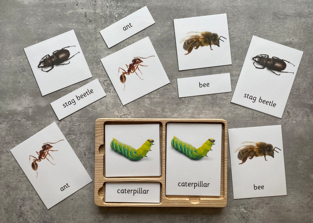 Insects Montessori 3 Part Flash Cards Real Pictures Instant - Etsy
