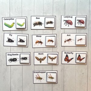 Insect Matching- Task Box Activity Set- for Toddlers, Preschool ...
