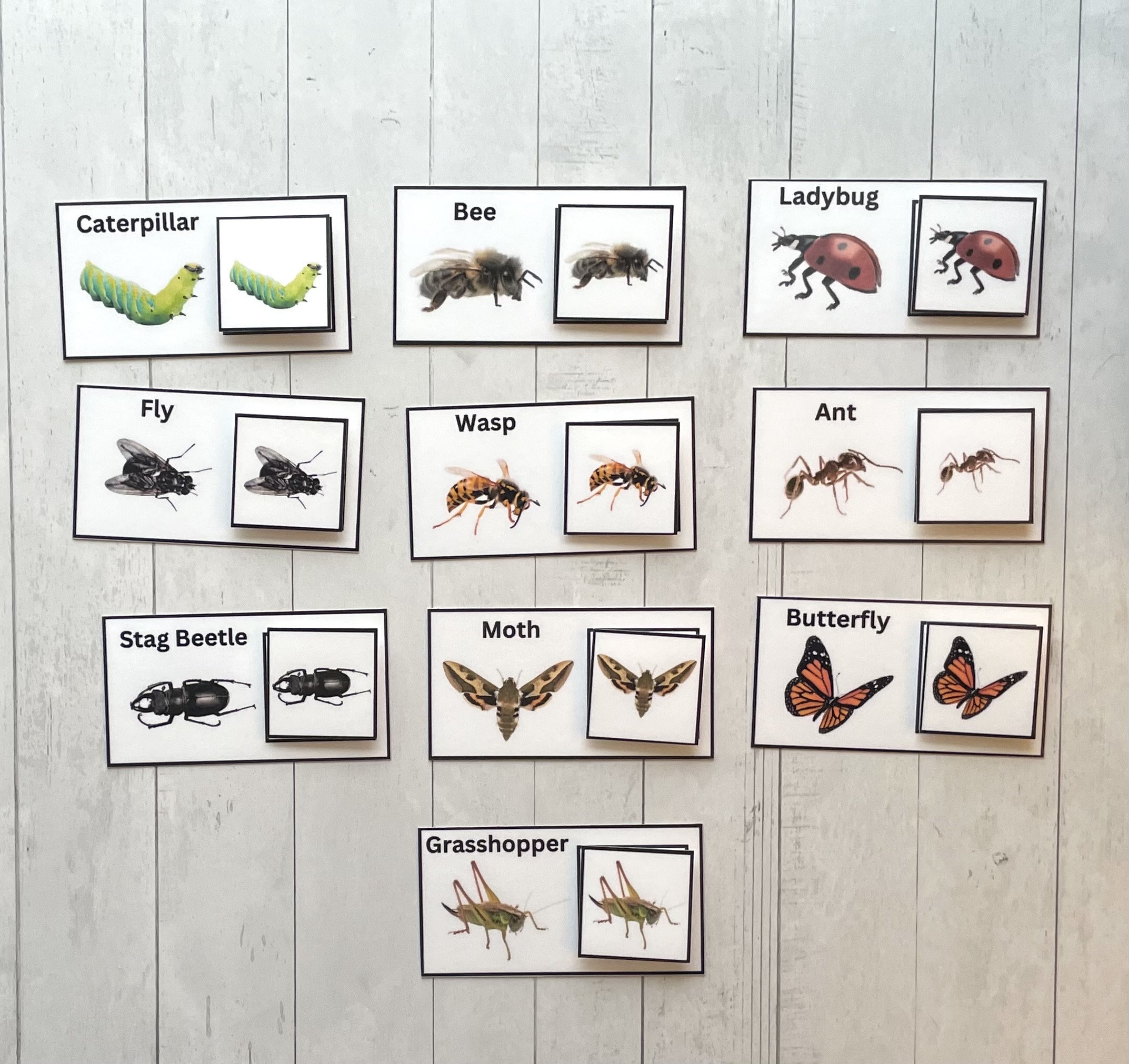 Insect Matching- Task Box Activity Set- for Toddlers, Preschool ...