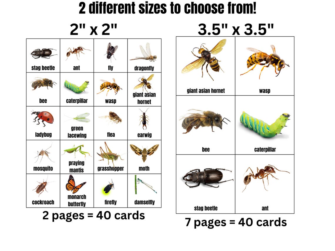 40 Insect Picture Cards- Real Photo Cards- Visual Schedule ...