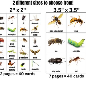 40 Insect Picture Cards- Real Photo Cards- Visual Schedule ...