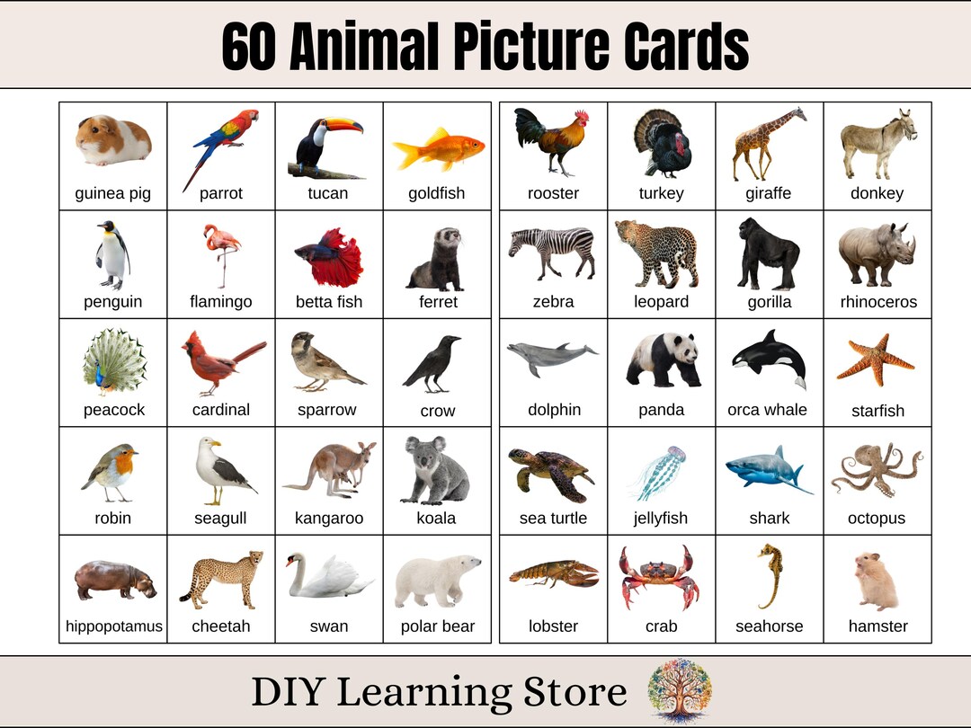 60 Animal Picture Cards- Communication Board- Visual Aid- Flash Cards ...