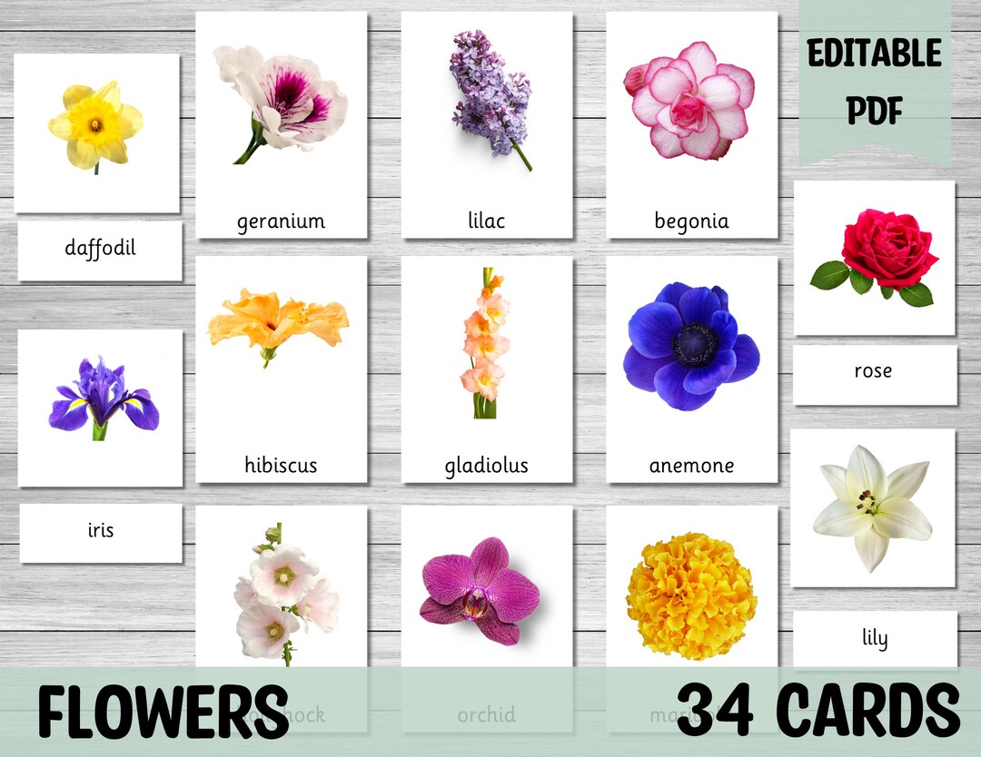 Flowers Montessori 3 Part Flash Cards Real Pictures - Etsy