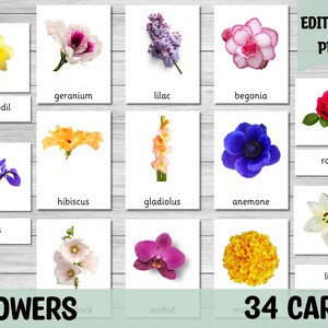 Flowers- Montessori 3 Part Flash Cards- Real Pictures- Editable PDF ...