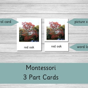 Trees- Montessori 3 Part Flash Cards- Real Pictures- Editable PDF ...