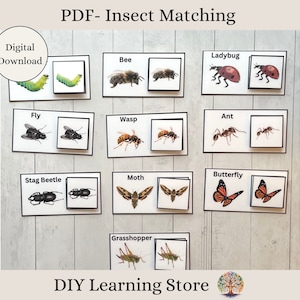 Insect Matching- Task Box Activity Set- for Toddlers, Preschool ...