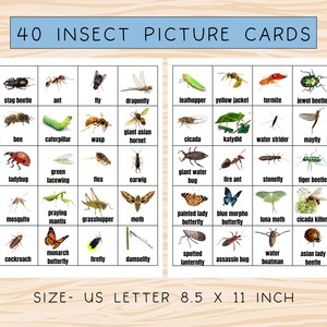 40 Insect Picture Cards- Real Photo Cards- Visual Schedule ...