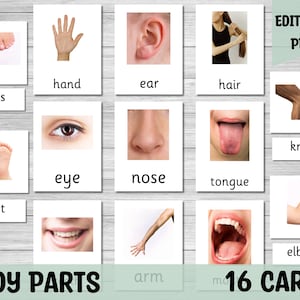 Body Parts- Montessori 3 Part Flash Card Set - Real Pictures ...