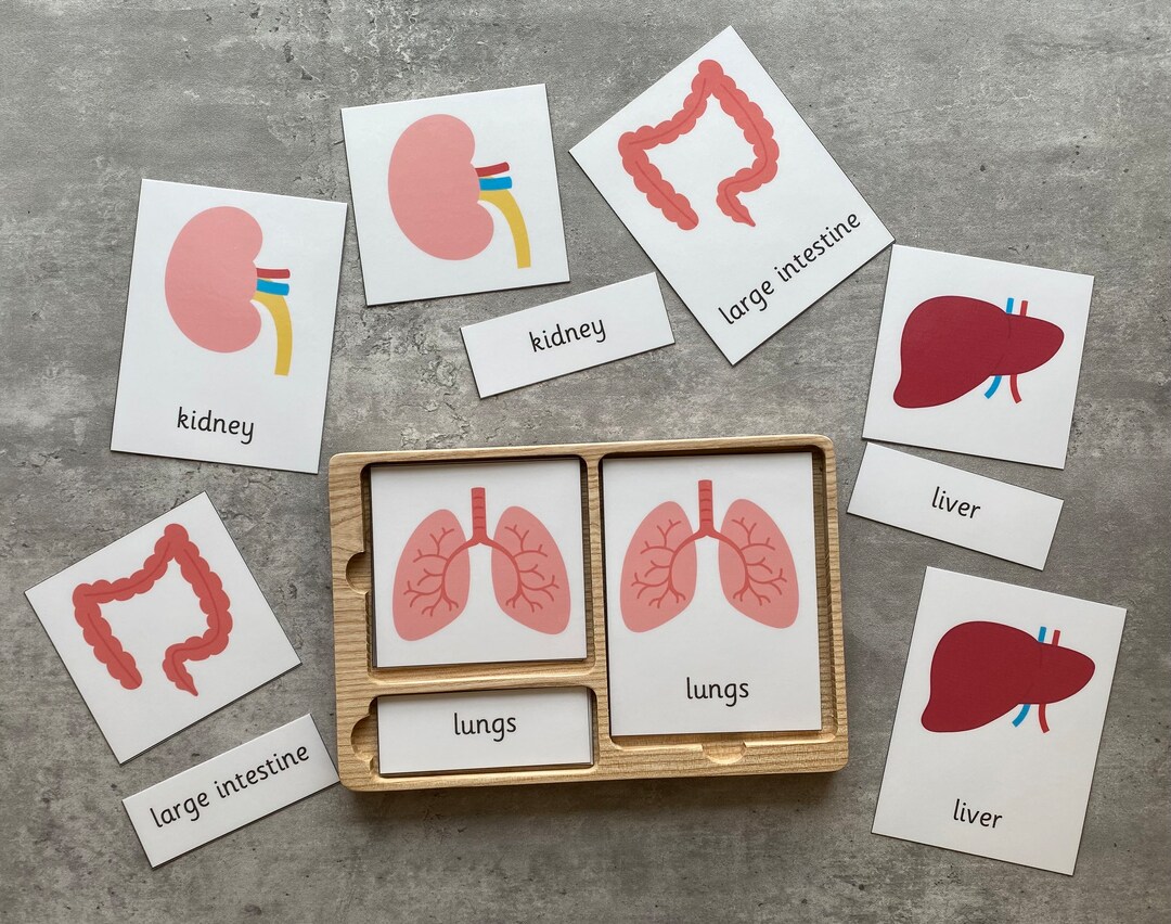 Human Organs Montessori 3 Part Flash Cards Instant Download - Etsy