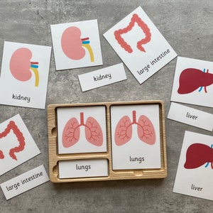 Human Organs- Montessori 3 Part Flash Cards- Instant Download- Editable ...