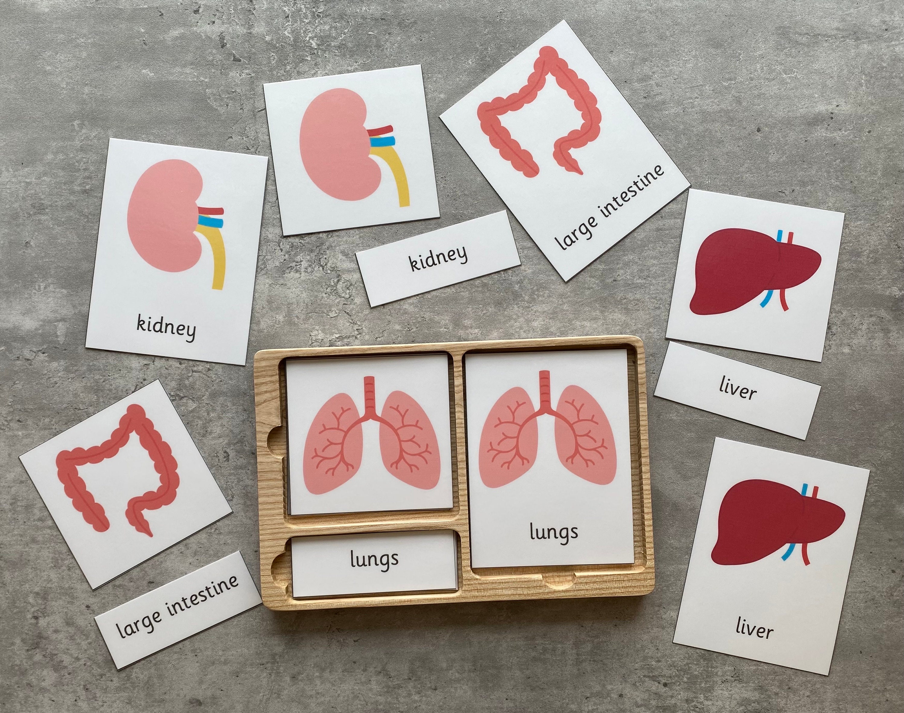 Human Organs- Montessori 3 Part Flash Cards- Instant Download- Editable ...