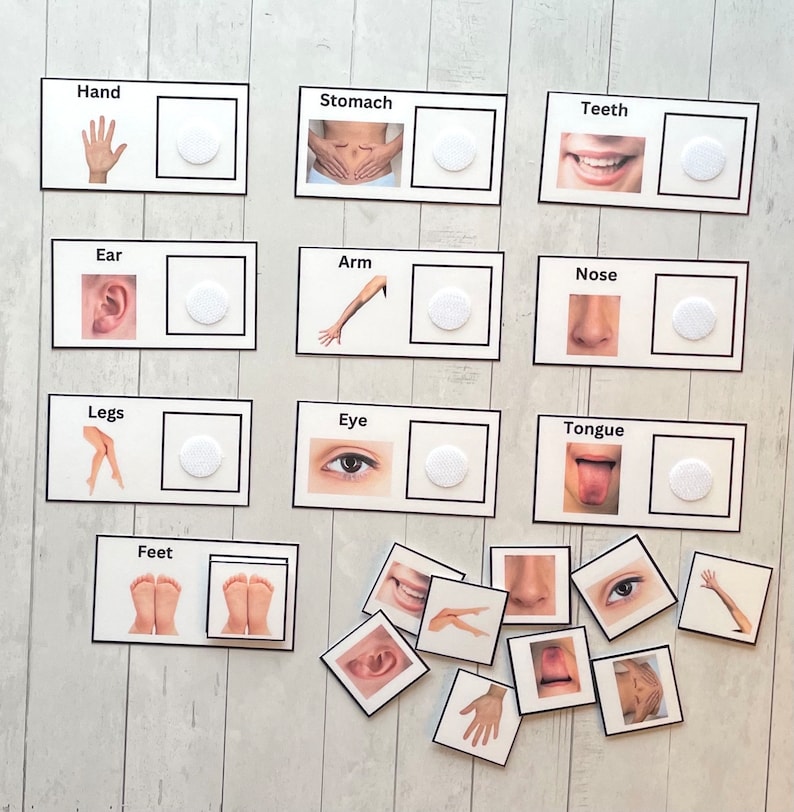 Body Parts Matching- Task Box Activity Set- for Toddlers, Preschool ...