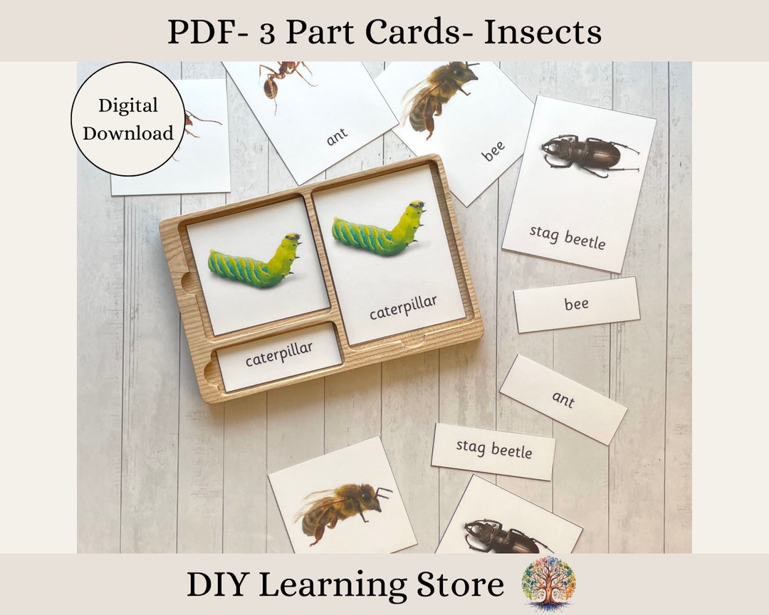 Insects- Montessori 3 Part Flash Cards- Real Pictures- Instant Download ...