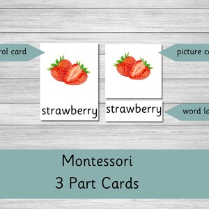Animals- Montessori 3 Part Flash Cards- Montessori Toys and Games- Real ...