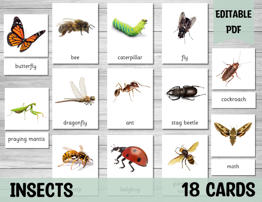 Insects Montessori 3 Part Flash Cards Real Pictures Instant - Etsy