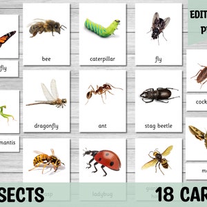 Insects- Montessori 3 Part Flash Cards- Real Pictures- Instant Download ...