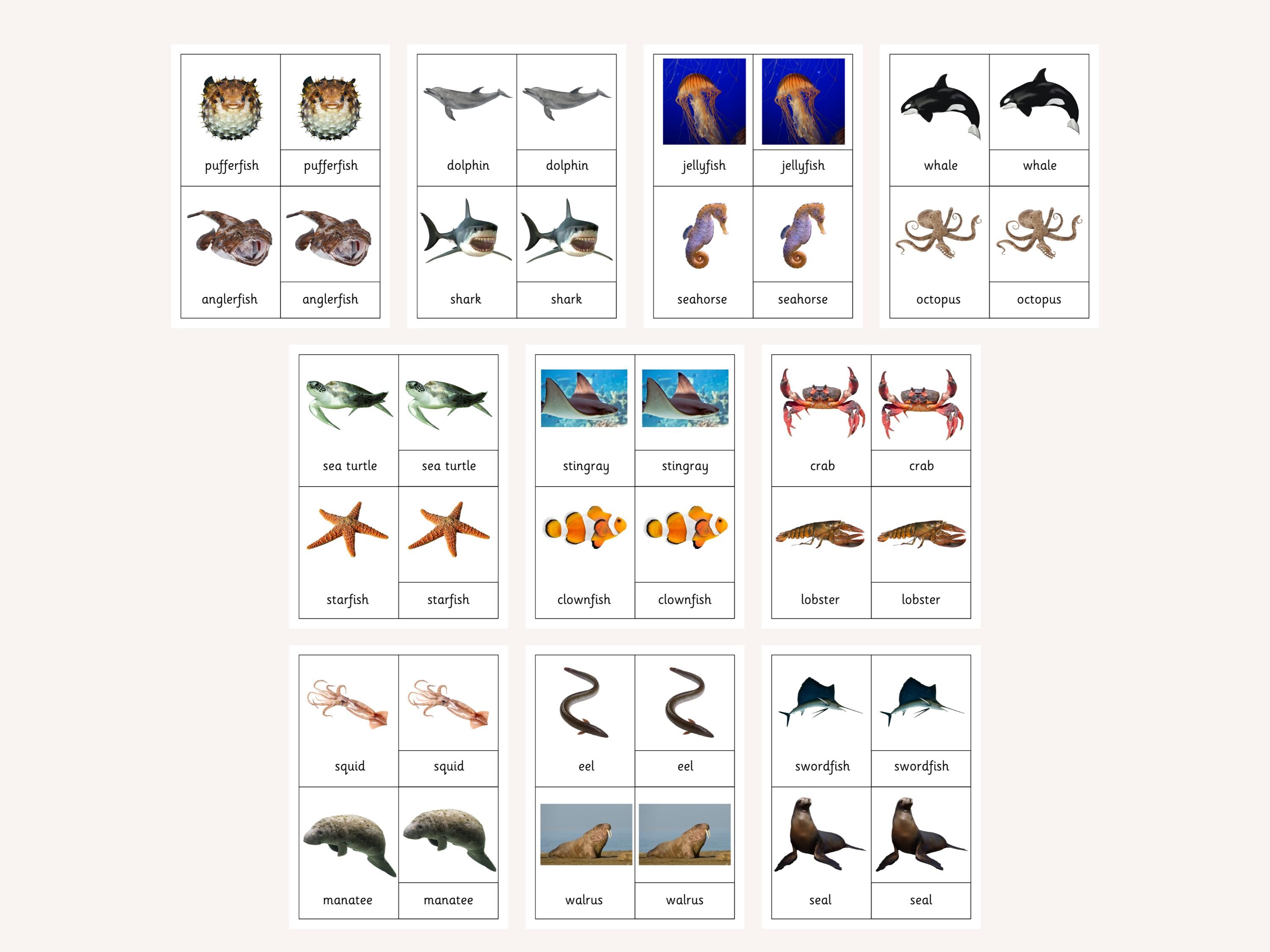 3 Part Cards- Sea Animals- Montessori Nomenclature Cards- Flash Cards ...