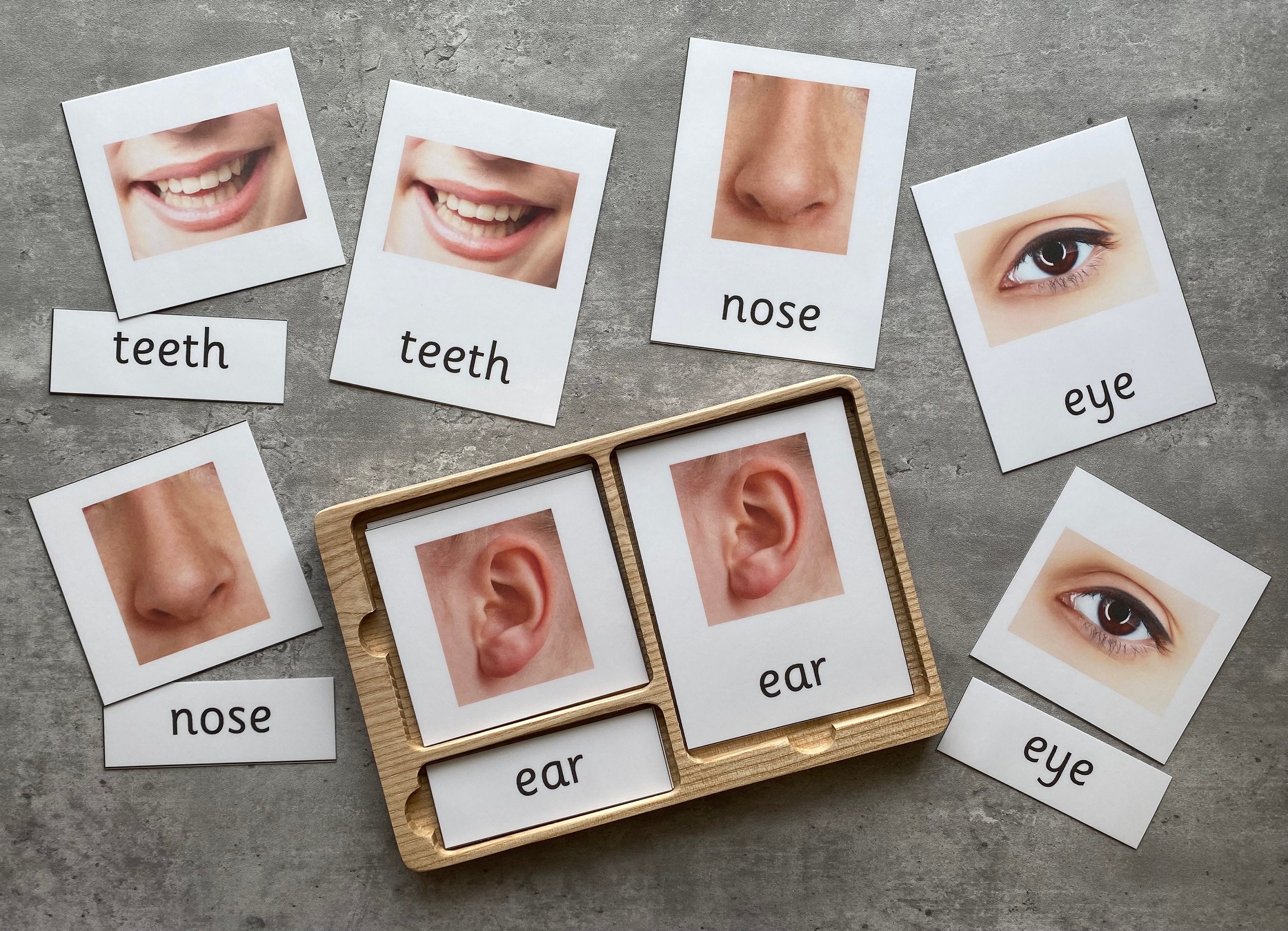 Body Parts- Montessori 3 Part Flash Card Set - Real Pictures ...