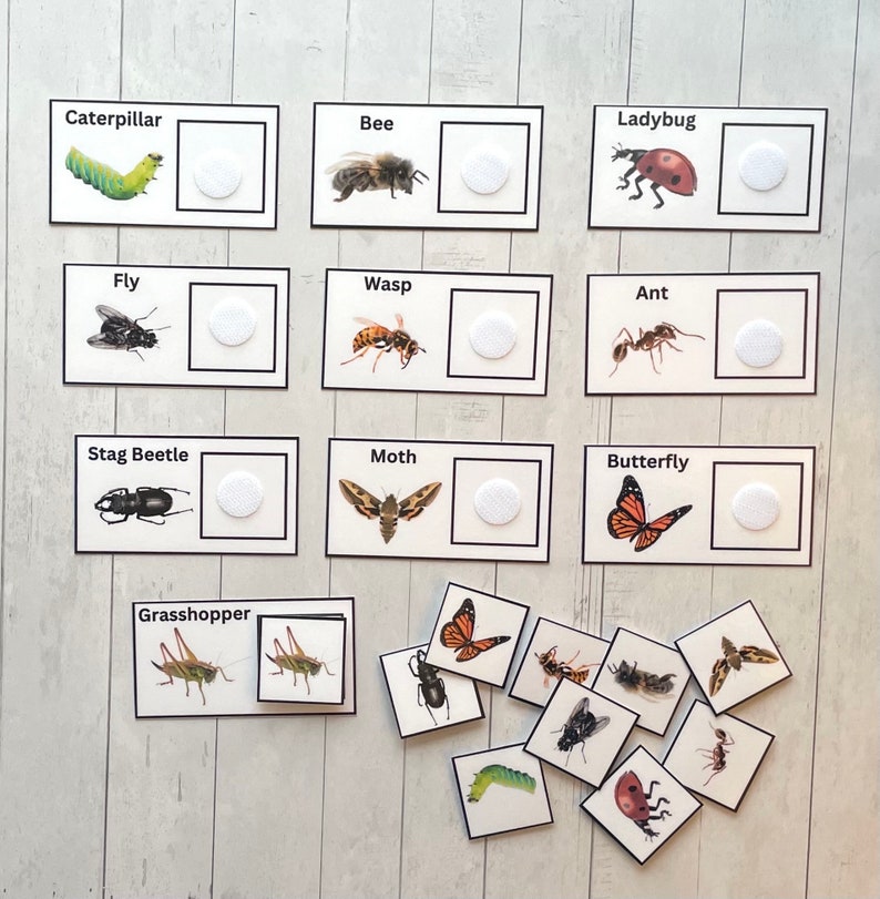 Insect Matching- Task Box Activity Set- for Toddlers, Preschool ...