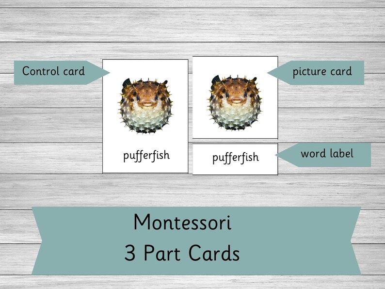3 Part Cards- Sea Animals- Montessori Nomenclature Cards- Flash Cards ...