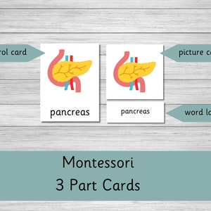 Human Organs- Montessori 3 Part Flash Cards- Instant Download- Editable ...