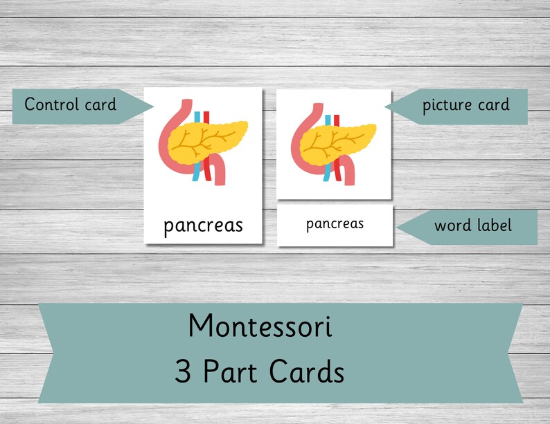 Human Organs Montessori 3 Part Flash Cards Instant Download - Etsy