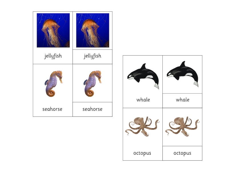 3 Part Cards- Sea Animals- Montessori Nomenclature Cards- Flash Cards ...