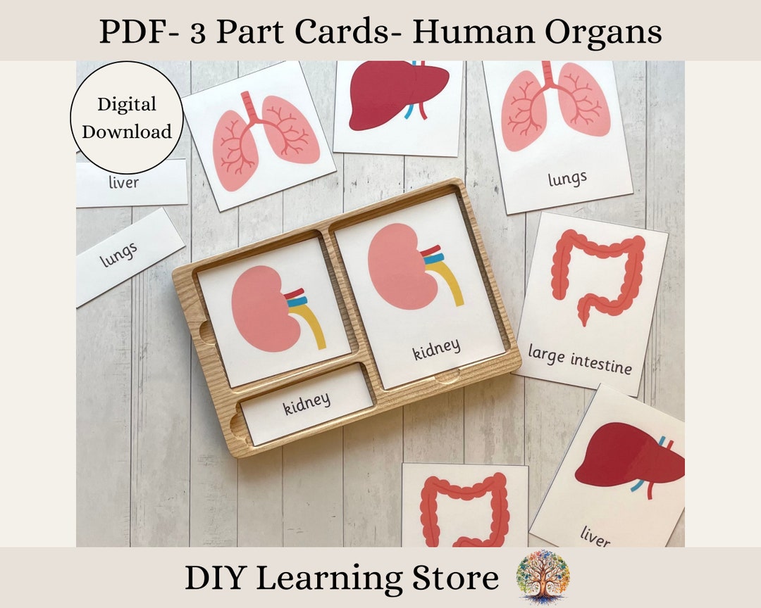 Human Organs- Montessori 3 Part Flash Cards- Instant Download- Editable ...