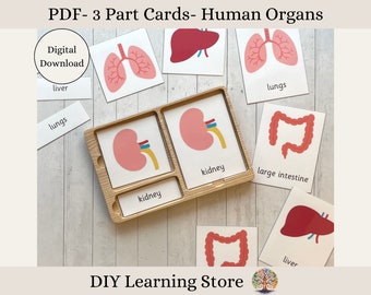 Human Organs Safari Toob Montessori 3-part Cards PDF File--human ...