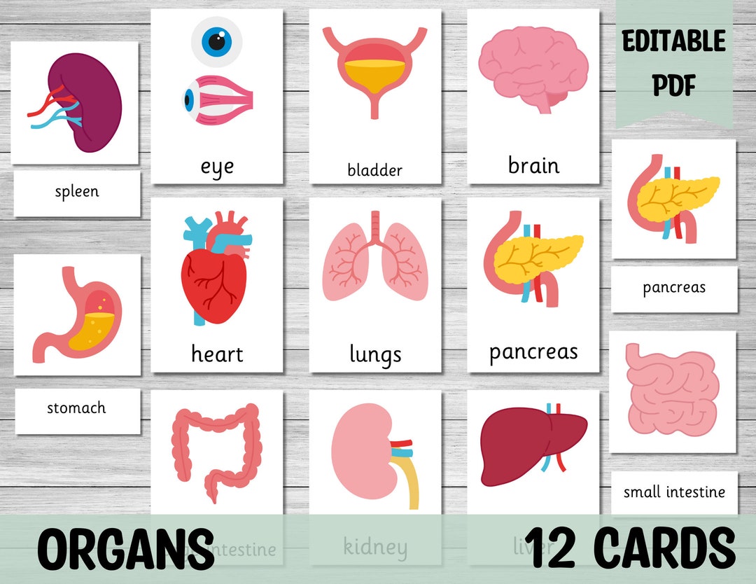 Human Organs Montessori 3 Part Flash Cards Instant Download - Etsy