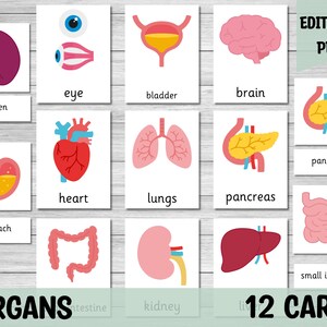 Human Organs- Montessori 3 Part Flash Cards- Instant Download- Editable ...