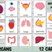 Human Organs- Montessori 3 Part Flash Cards- Instant Download- Editable ...