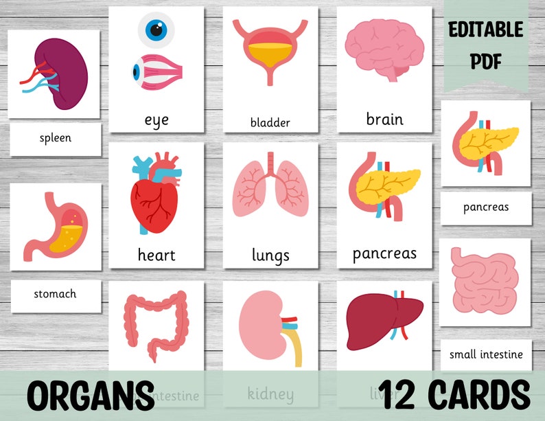 Human Organs Montessori 3 Part Flash Cards Instant Download - Etsy