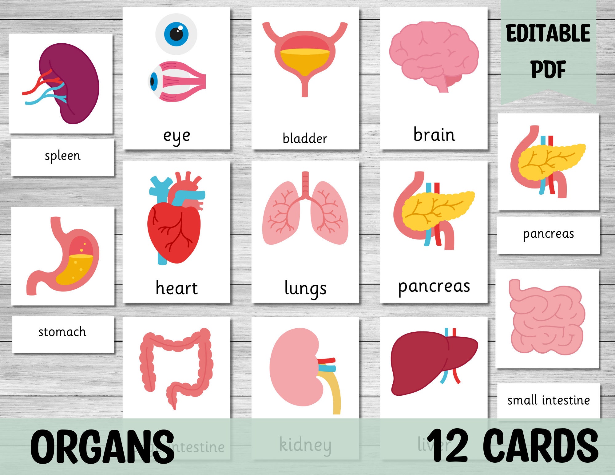 Human Organs- Montessori 3 Part Flash Cards- Instant Download- Editable ...