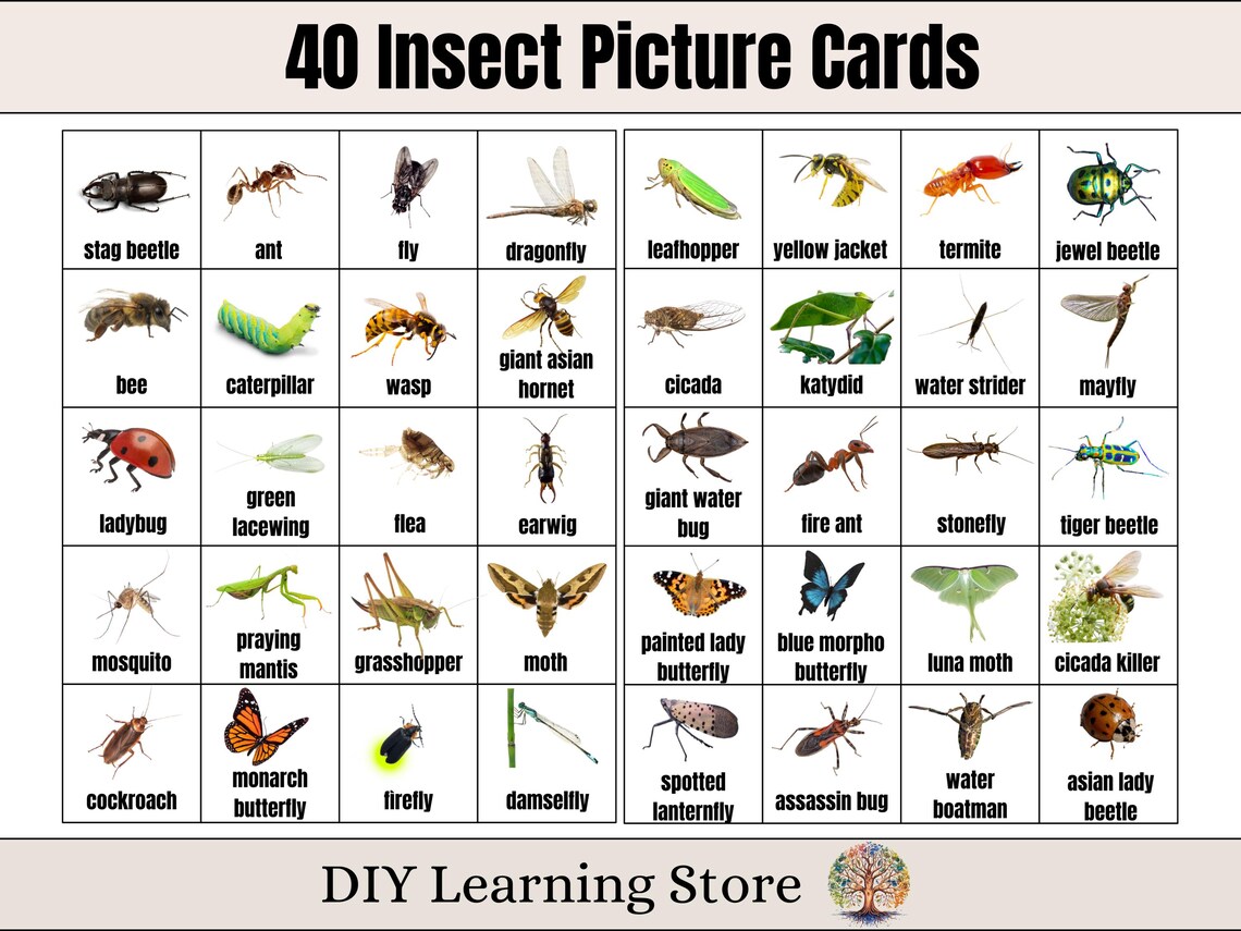 40 Insect Picture Cards- Real Photo Cards- Visual Schedule ...