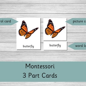 Insects- Montessori 3 Part Flash Cards- Real Pictures- Instant Download ...