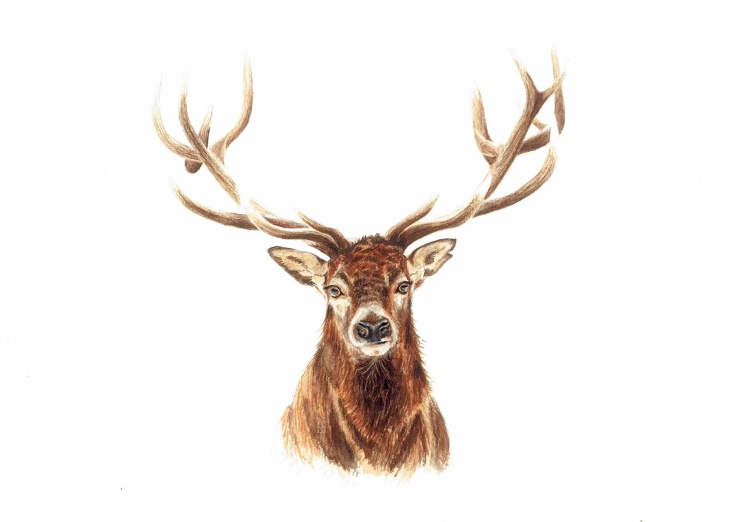 Stag Watercolour Print, Stag Watercolour Painting, Stag Painting, Stag ...