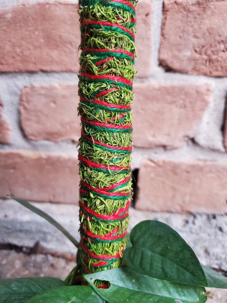 Mini Spanish Moss Pole: Holiday Plant Support, Plant Lover Gift - Etsy