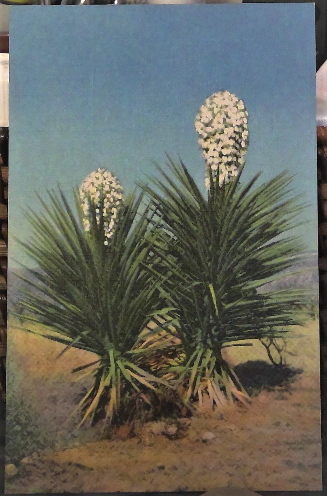 Spanish Daggers Cactus. Curteich, C.T. Art-colortone Card No. 2B-H620 ...